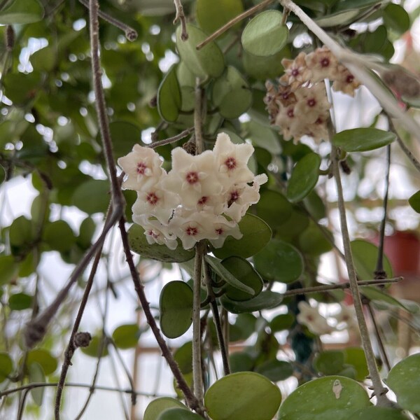 Hoya Mathilde - Etsy