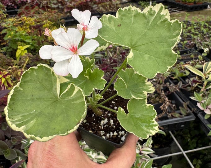 Geraniums, Cranesbills 15 Seeds Red Green Yellow Mixed Rare Flowering ...