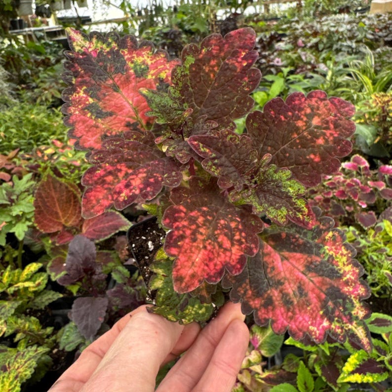 Coleus ‘florida Sun Rose’ - Etsy