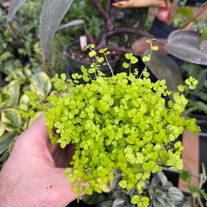 Golden Baby’s Tears - Soleirolia Soleirolii ‘aurea’ - Etsy