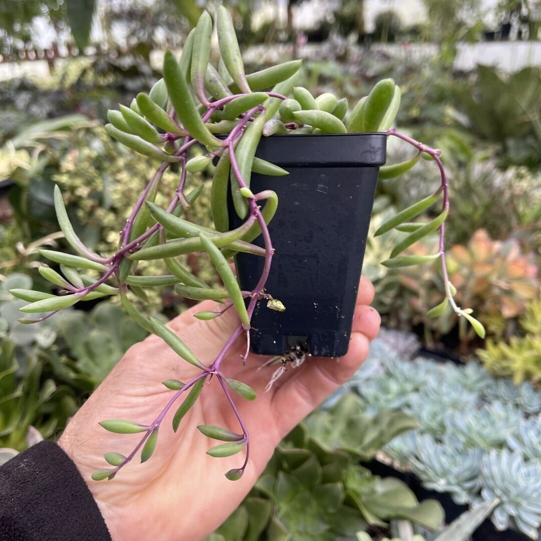 Othonna Capensis String of Rubies Plant Ruby Necklace Easy to Grow ...