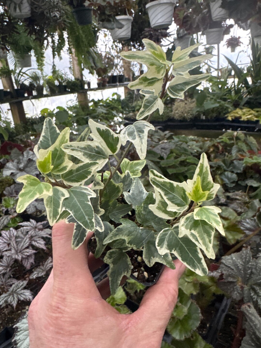 Ivy - Hedera Helix ‘mini Esther’ - White Variegated Ivy - Etsy