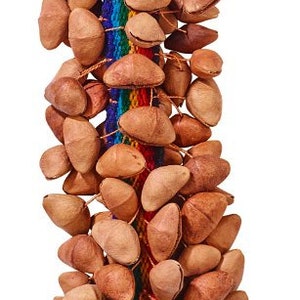 Seed Shaker Chacha XL Hand Bell 95 or 120 Seeds Percussion Accessories ...