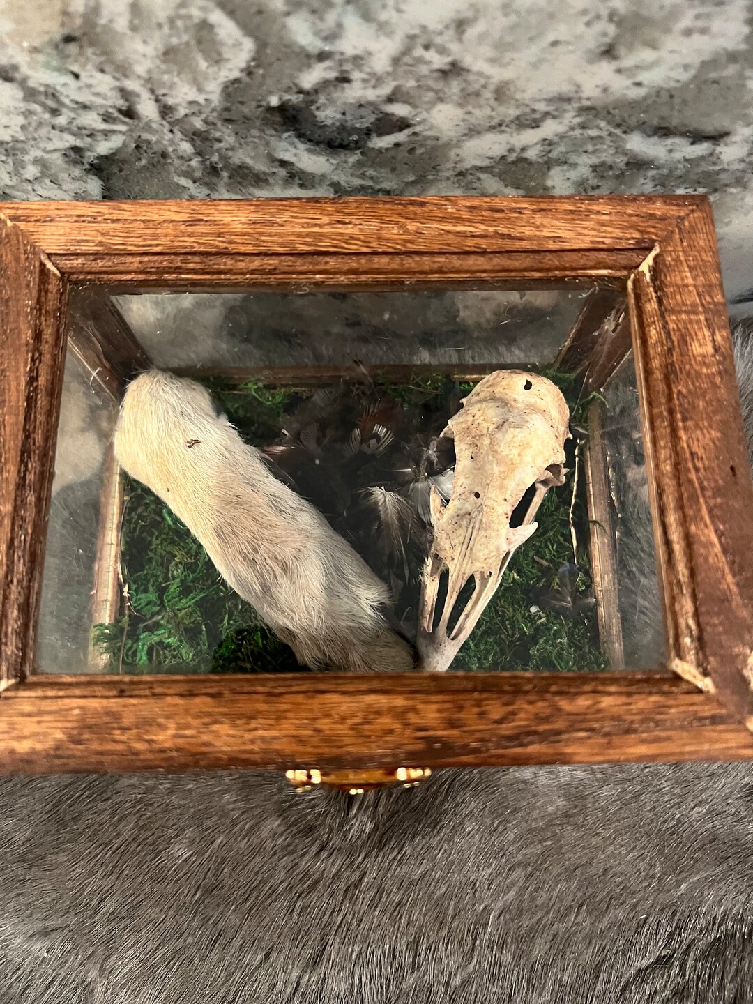 Predator and Prey Art Coyote Mummified Coyote Paw Turkey Turkey Skull ...