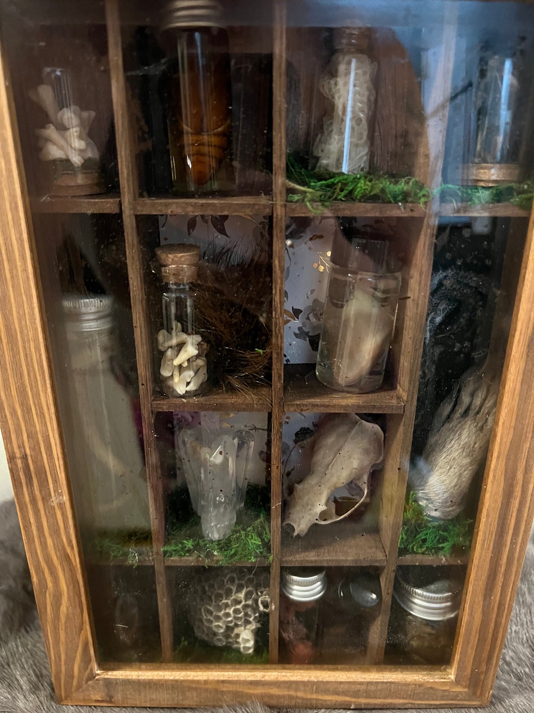 Oddity Shadow Box Wet Specimens Bones Oddities Moss Fully Assmebled ...