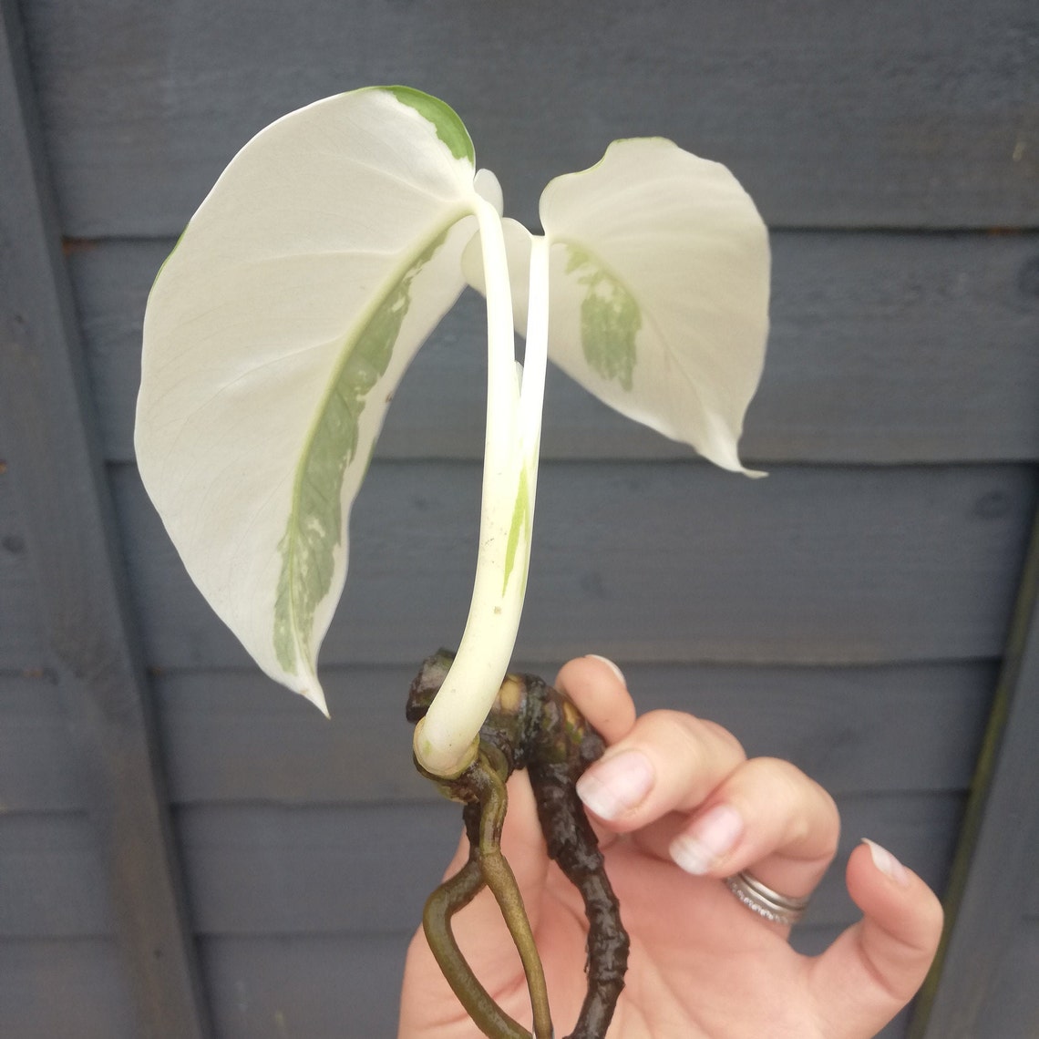 Highly Variegated Half Moon Monstera Deliciosa Borsigiana | Etsy