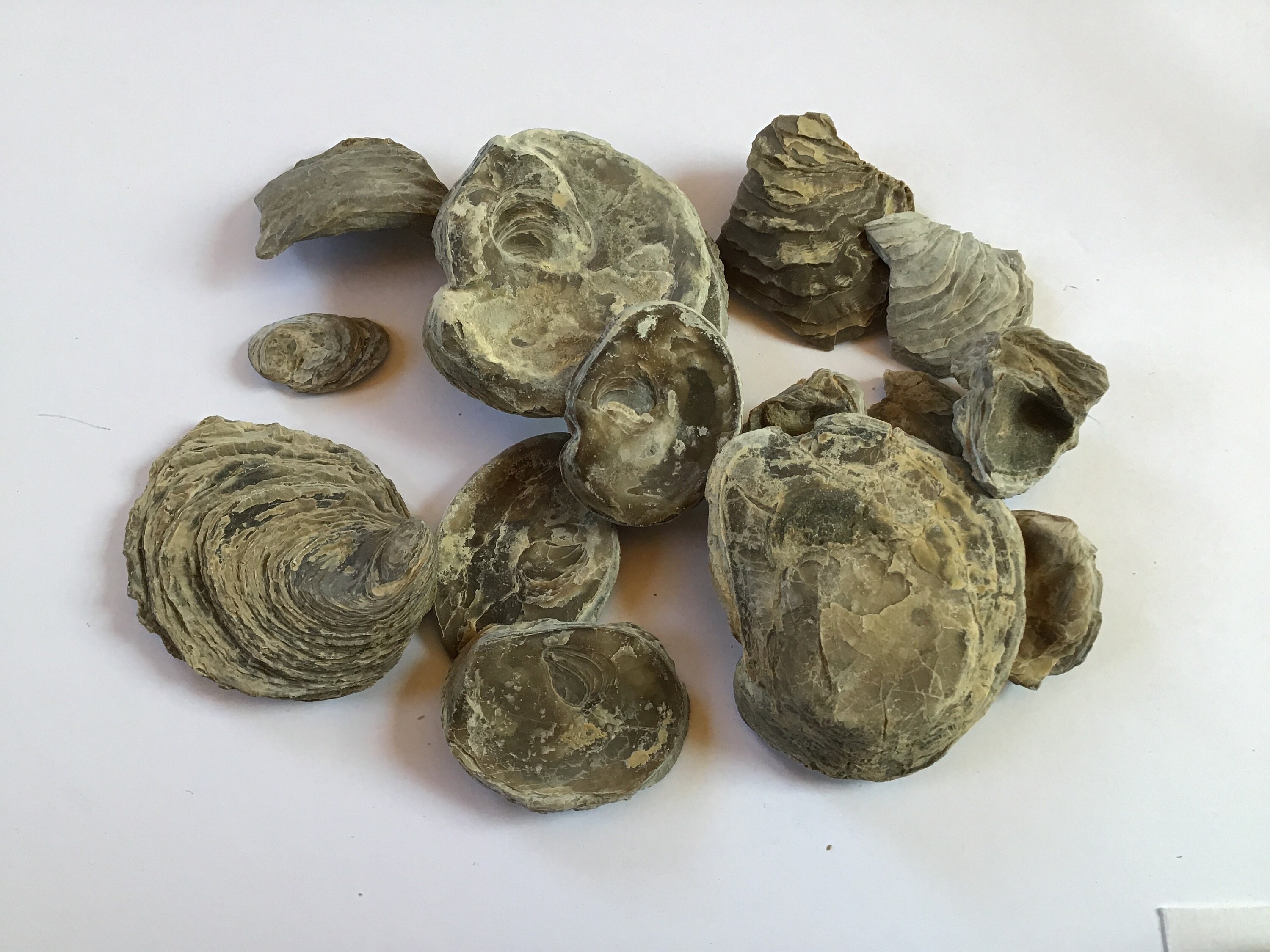 Shell oyster fossils 12-15 found at 6000 ft above sea level | Etsy