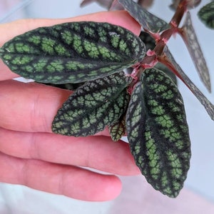 Polynesian Ivy Aka Pellionia Pulchra in a 4" Pot - Etsy Canada