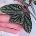 Polynesian Ivy Aka Pellionia Pulchra in a 4" Pot - Etsy Canada