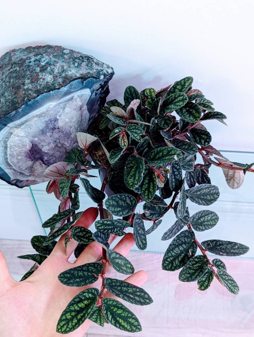 Polynesian Ivy Aka Pellionia Pulchra in a 4" Pot - Etsy Canada