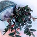 Polynesian Ivy Aka Pellionia Pulchra in a 4" Pot - Etsy Canada