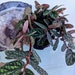 Polynesian Ivy Aka Pellionia Pulchra in a 4" Pot - Etsy Canada
