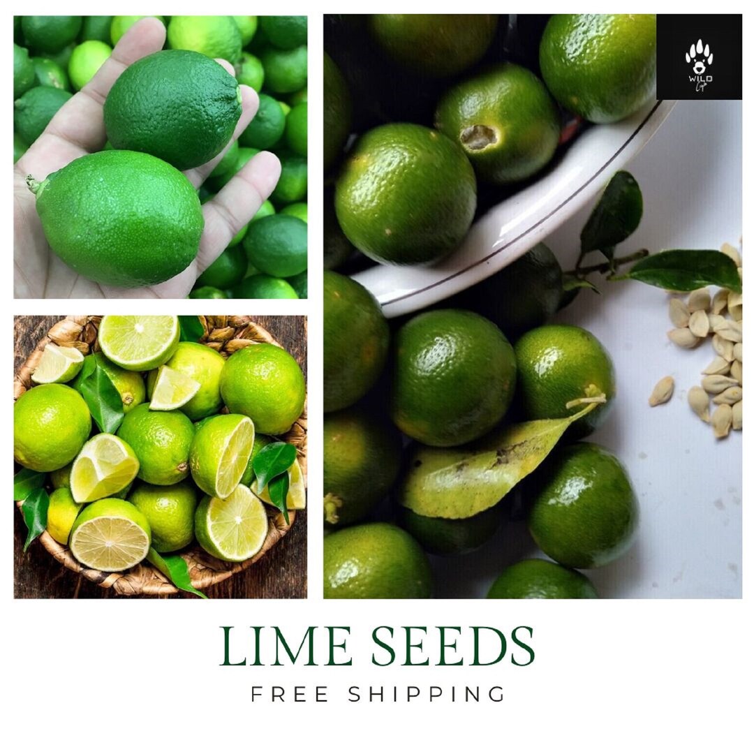 20 Key Lime Tree Seeds Home Gardening Citrus Lime Seeds - Etsy