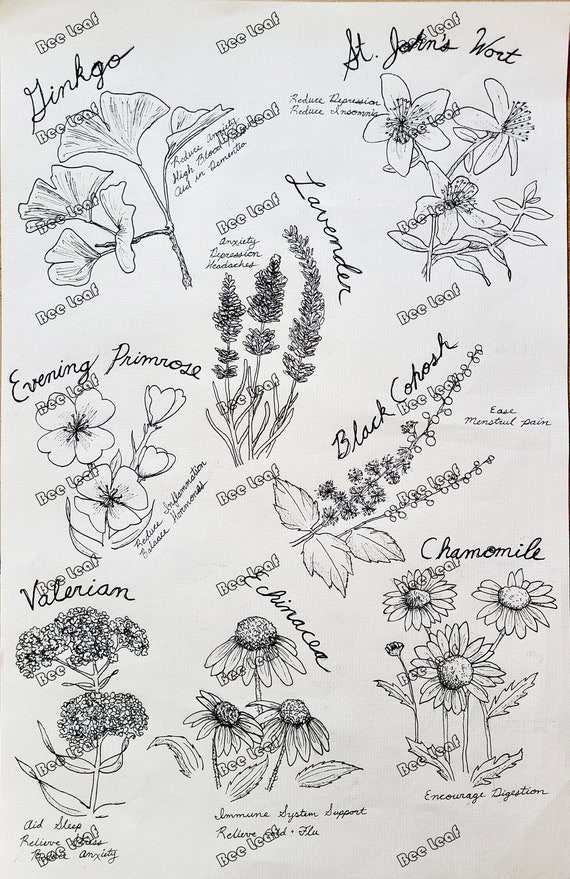 Medicinal Plant Print - Etsy