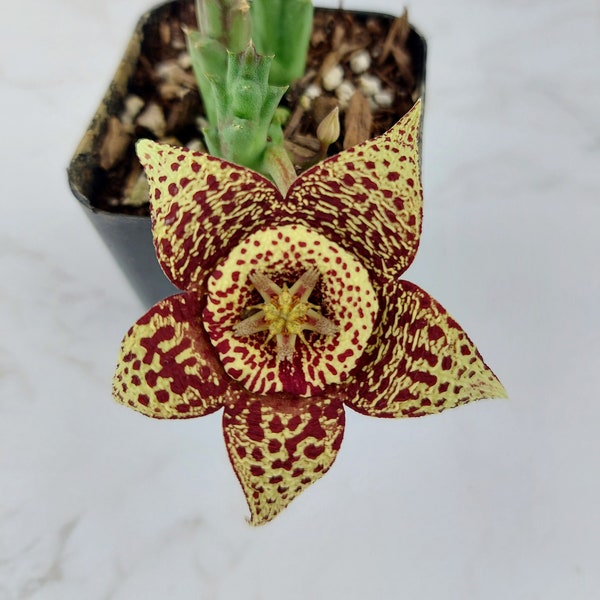 Starfish Cactus - Etsy