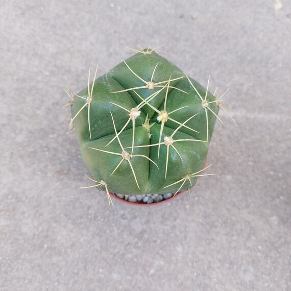 Old Gymnocalycium Horstii Sider Cactus 4 Pot - Etsy