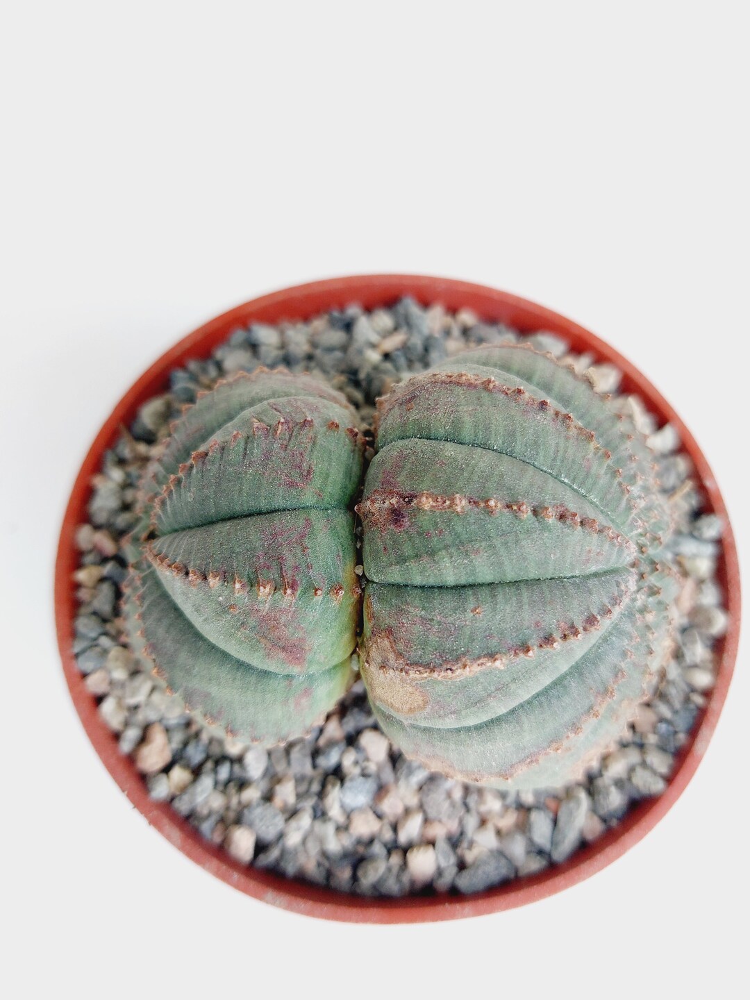 Euphorbia Obesa Basketball Plant Baseball Plant Sea Urchin - Etsy