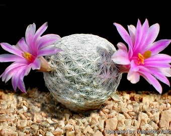 Golf Ball Cactus - Etsy