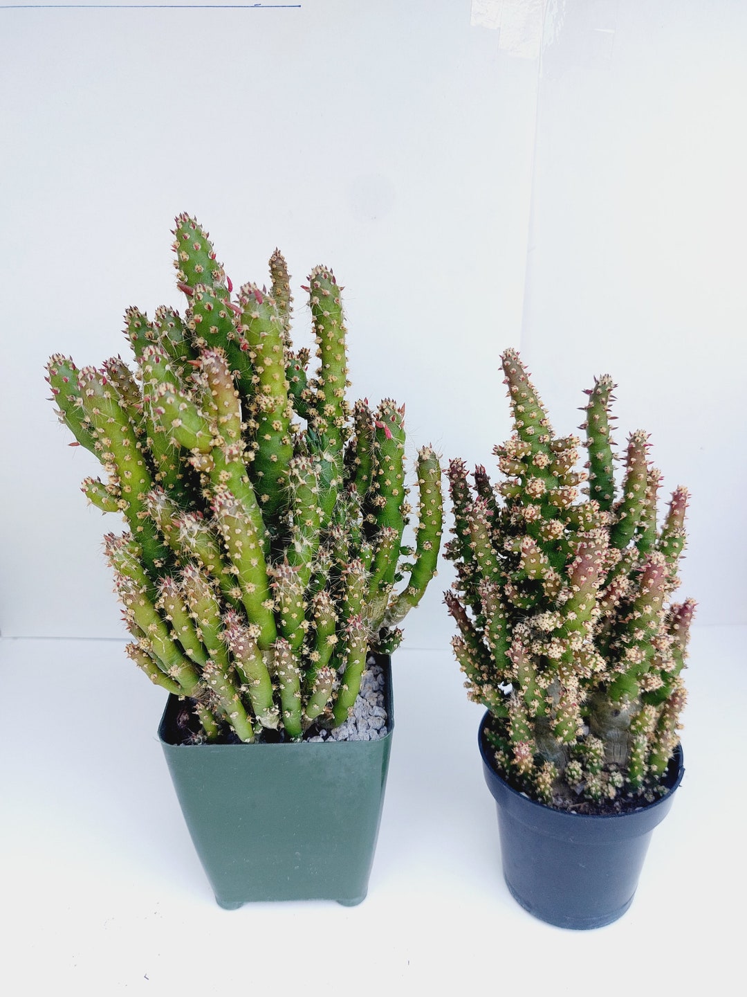 Austrocylindropuntia Subulata, Eve's Needle, Cane Cholla, Eve's Pin ...