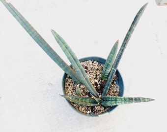 Sword of St. George Plant - Etsy