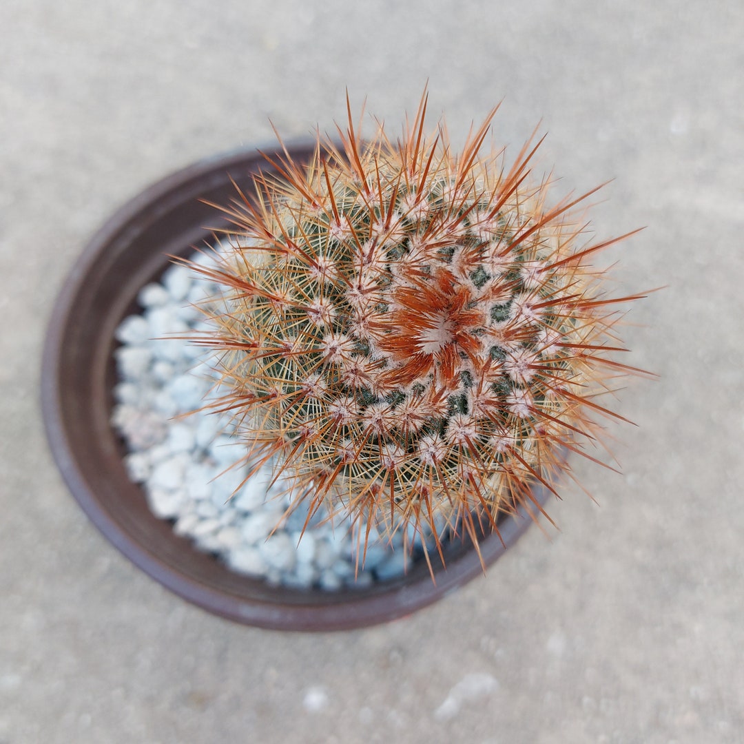 4 Tall Parodia Schlosseri, Notocactus Erubescens F. Schlosseri, 4 Pot ...
