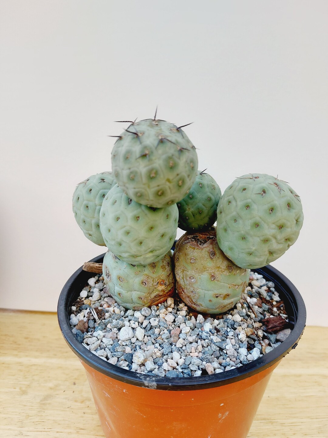 8 Balls Tephrocactus Geometricus Opuntia Geometrica - Etsy