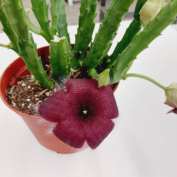 Stapelia grandiflora 'Giant Toad Plant'