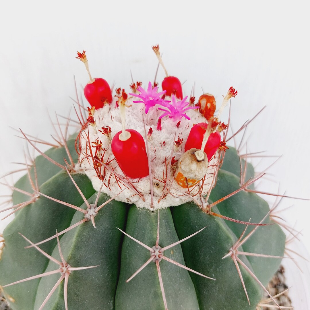 50 Fresh Seeds Melocactus Caesius, Melon Cactus, Turks Cap, Gray Melon ...