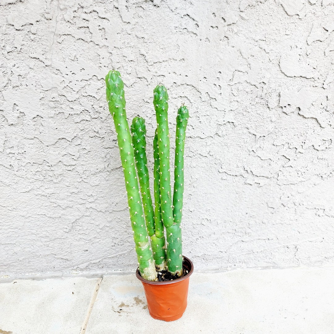 4 Pot. Austrocylindropuntia Subulata, Eve's Needle, Cane Cholla, Eve's ...