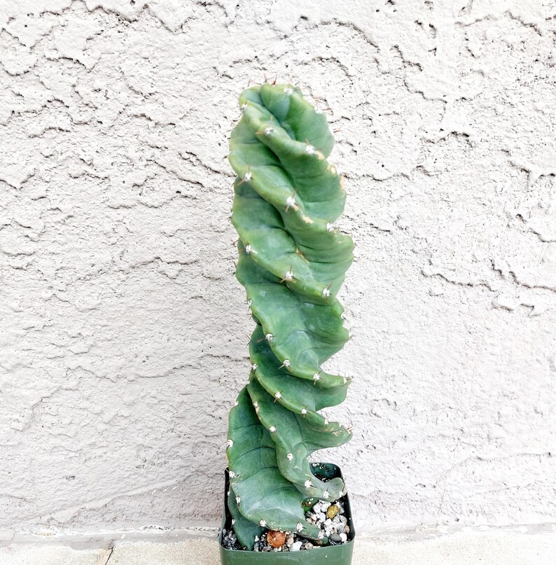 Cereus Forbesii Cv. Spiralis. Tornado Cactus Twisted Cactus - Etsy