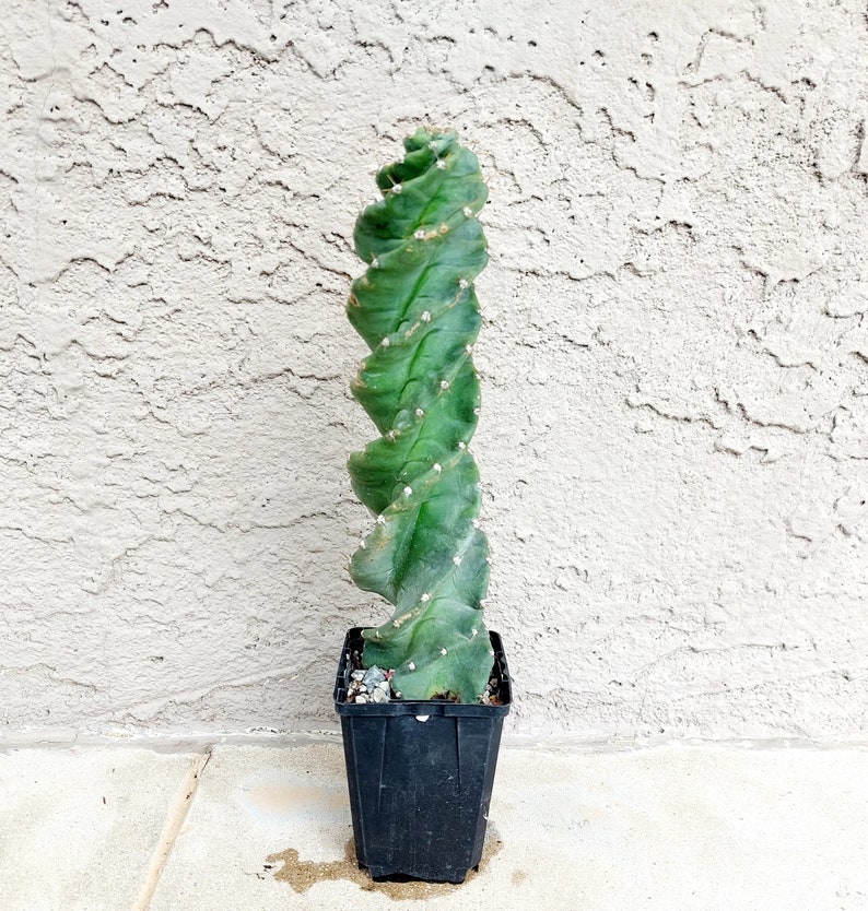 Cereus Forbesii Cv. Spiralis. Tornado Cactus Twisted Cactus - Etsy