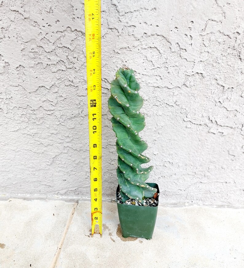 Cereus Forbesii Cv. Spiralis. Tornado Cactus Twisted Cactus - Etsy
