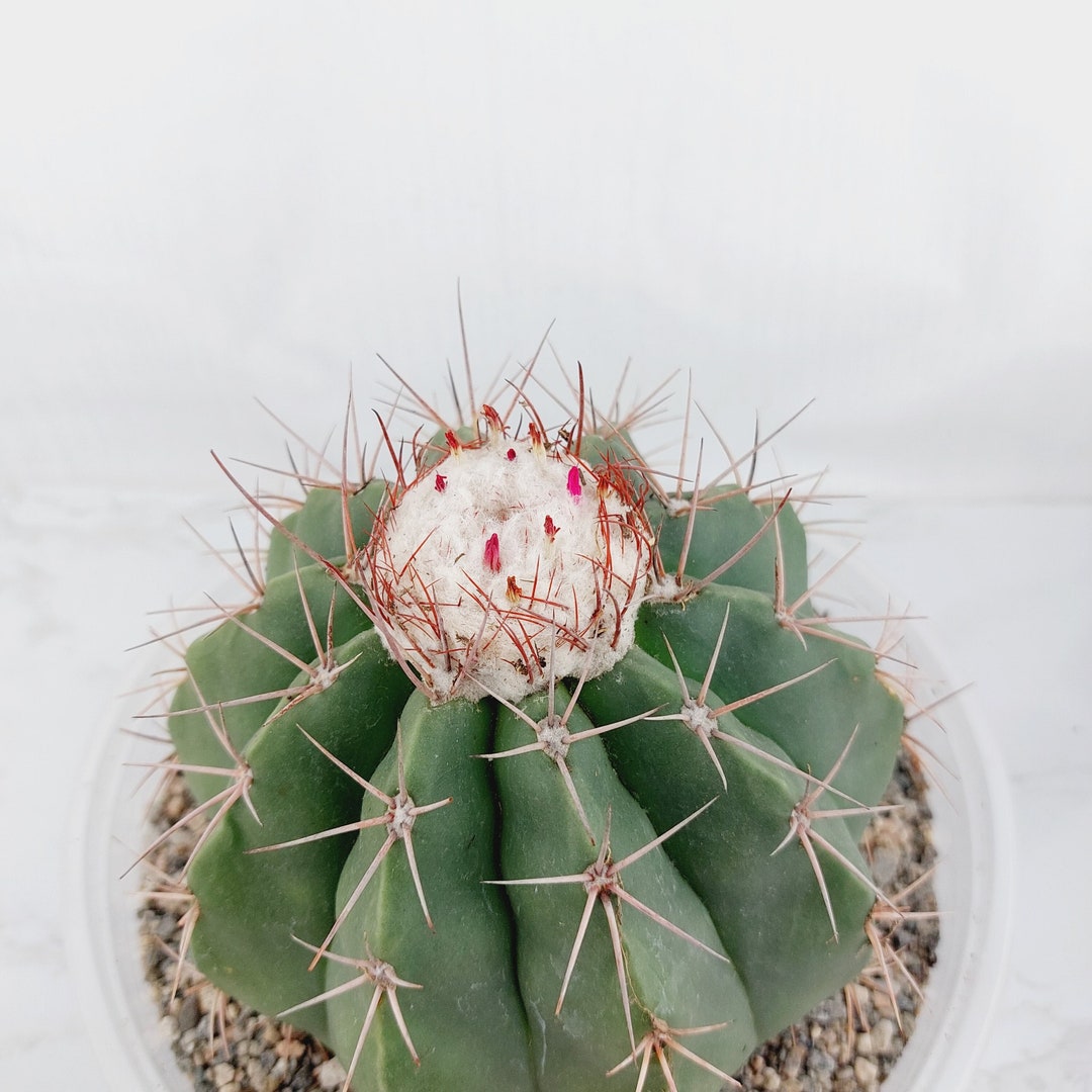Melocactus Caesius, Melon Cactus, Turk's Cap, Gray Melon-cactus, 9 Pot ...