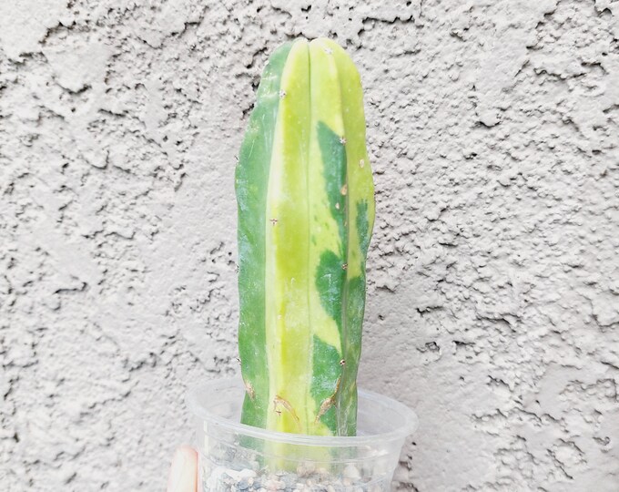 Myrtillocactus Geometrizans Variegated, Blue Flame, Bilberry Cactus ...