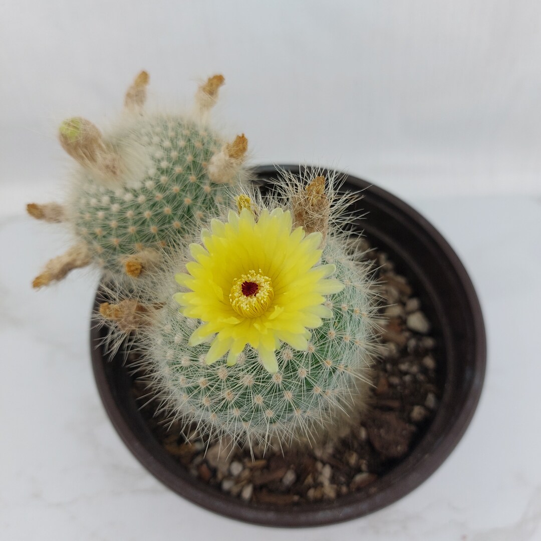 Parodia Leninghausi Yellow Tower Cactus Golden Ball Lemon - Etsy