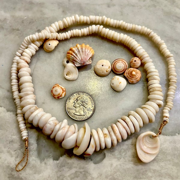 Shells for Sale - Etsy