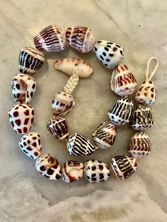 Real Hawaiian Hebrew and cone shells rare collectible… - Gem