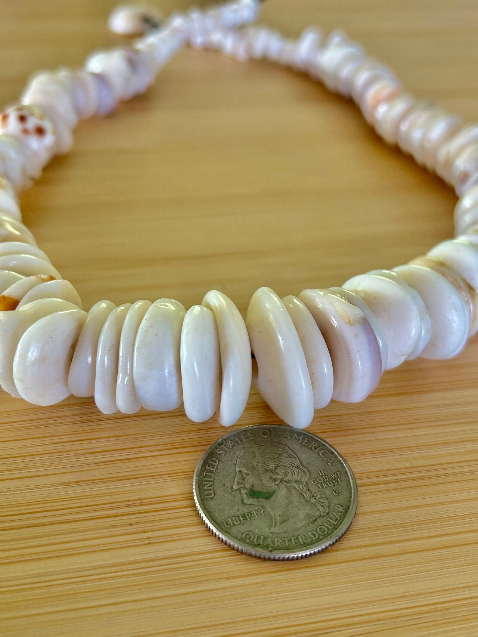 FAT Shell Chunky Real Hawaiian Puka Rare Necklace Not Cut Shells ...
