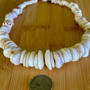 FAT Shell Chunky Real Hawaiian Puka Rare Necklace Not Cut Shells ...