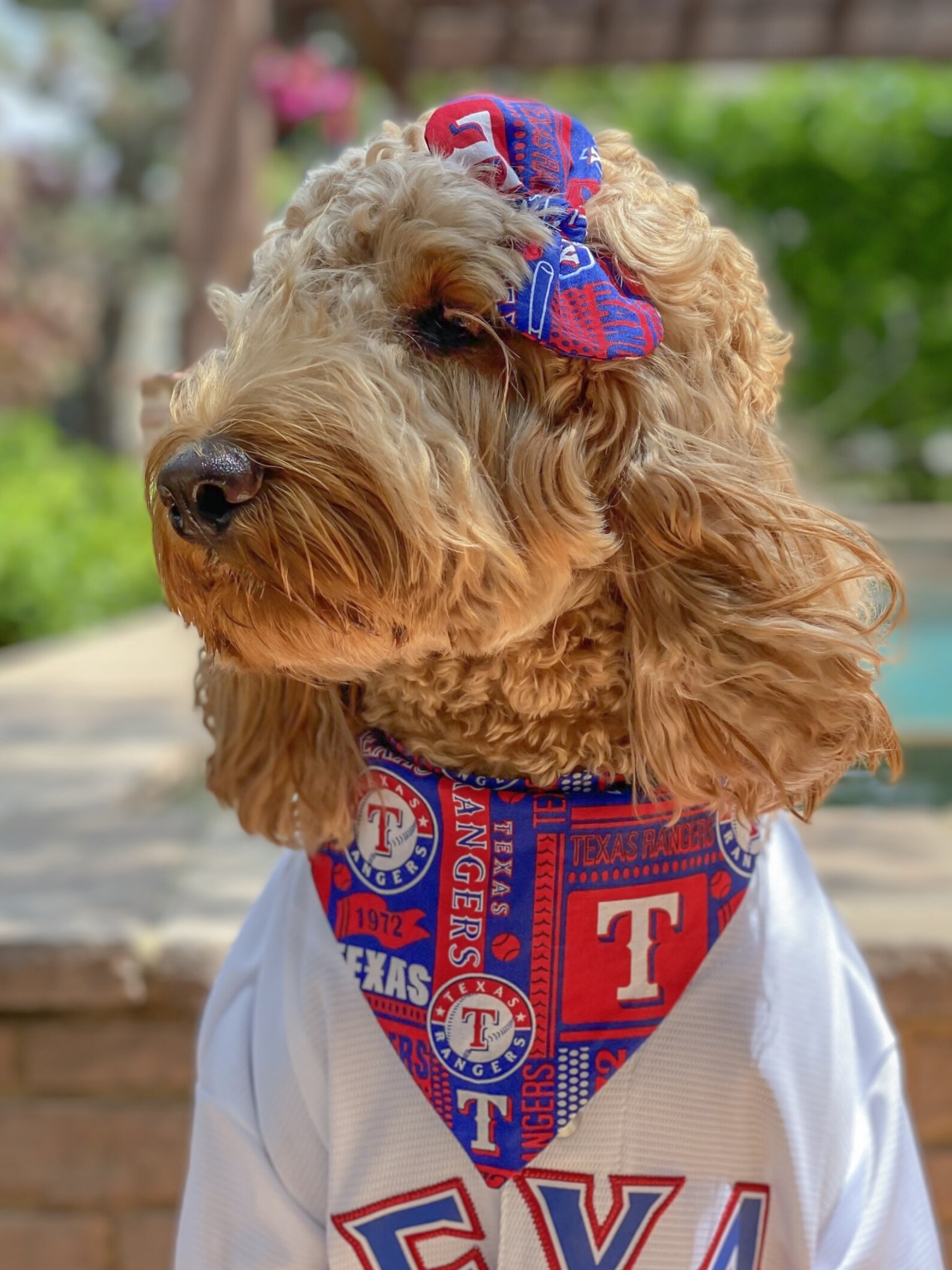Texas Rangers dog bandana | Etsy