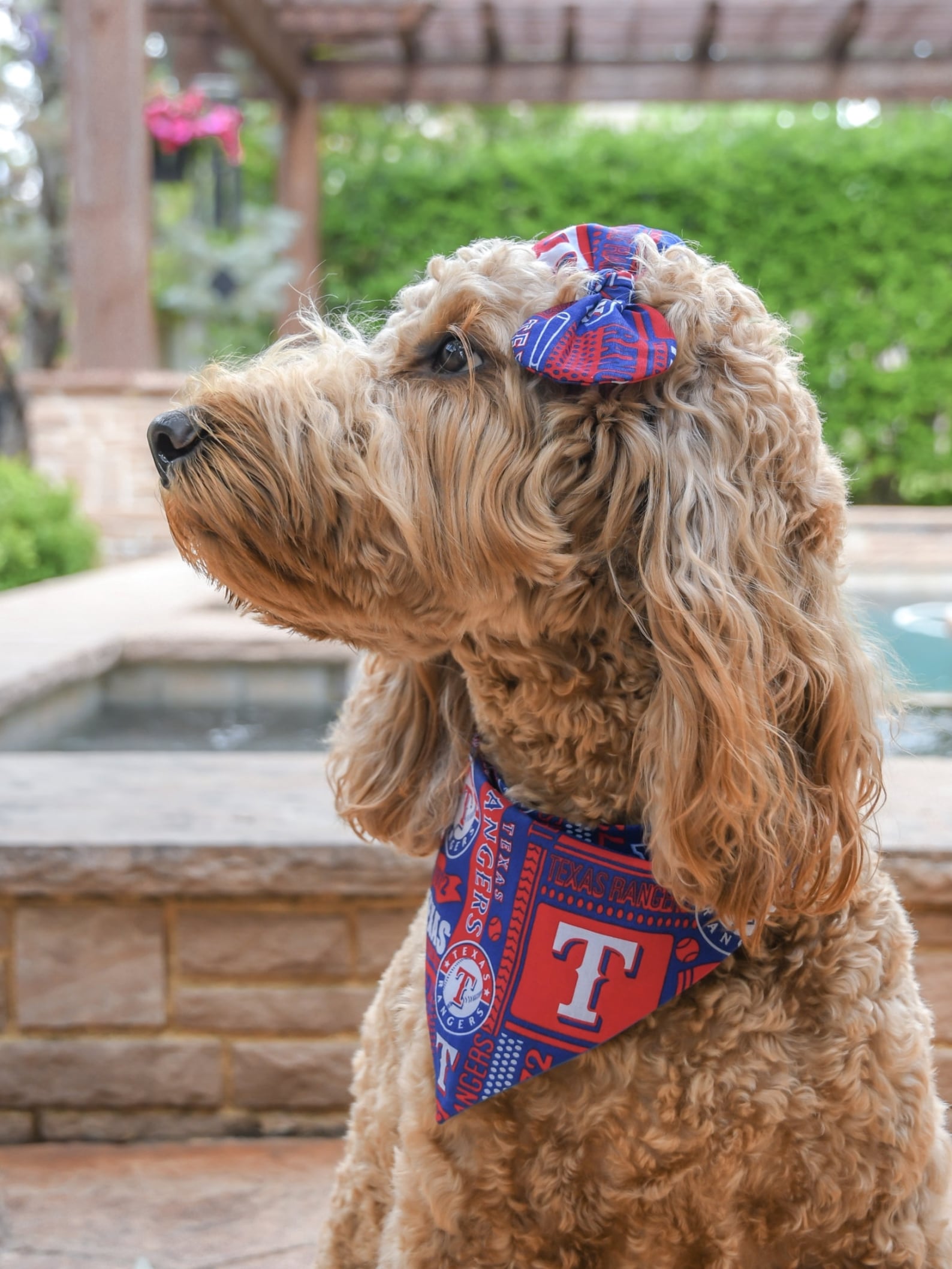 Texas Rangers Dog Bandana - Etsy