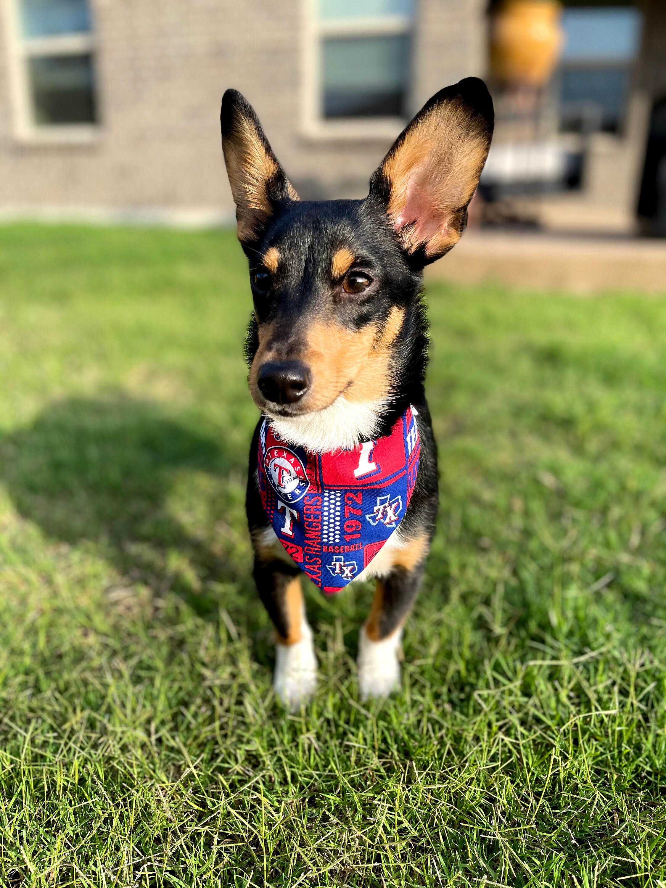 Texas Rangers dog bandana | Etsy