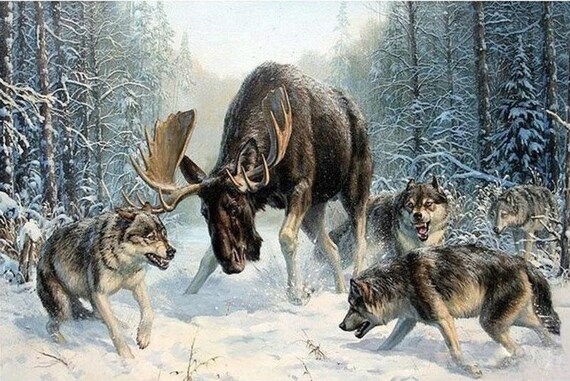 Wolf Attacking Moose