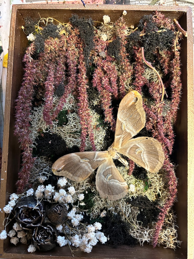 Shadow Box Eri Silk Moth,butterfly Display,entomology,ethically Sourced ...