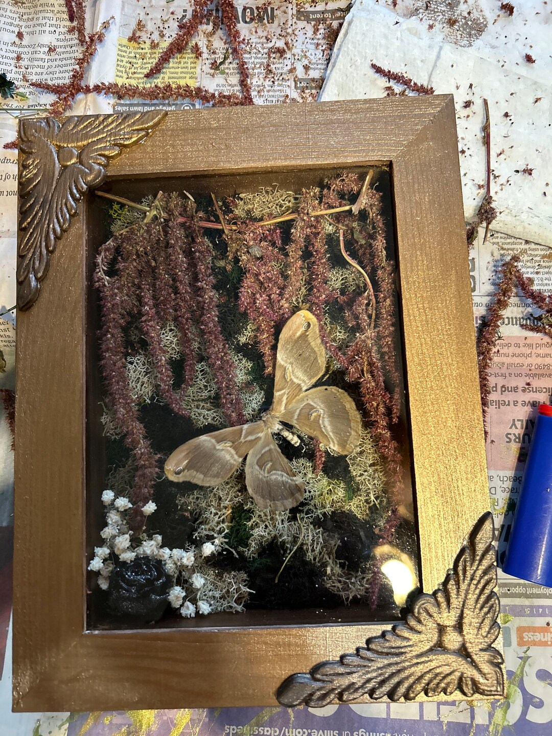 Shadow Box Eri Silk Moth,butterfly Display,entomology,ethically Sourced ...