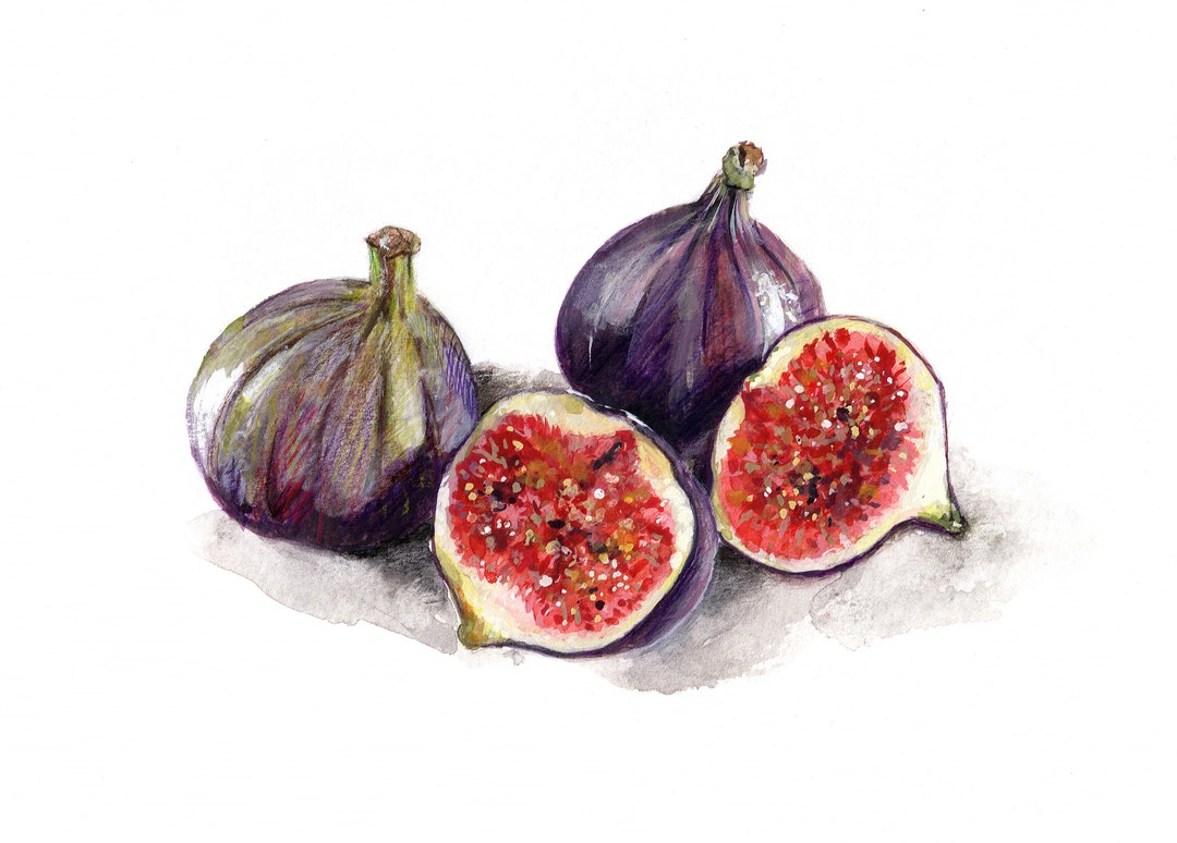 Figs Illustration Art Print of Botanical Figs Painting Wall - Etsy