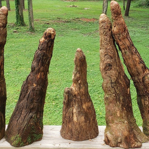 Cypress Knees | Etsy