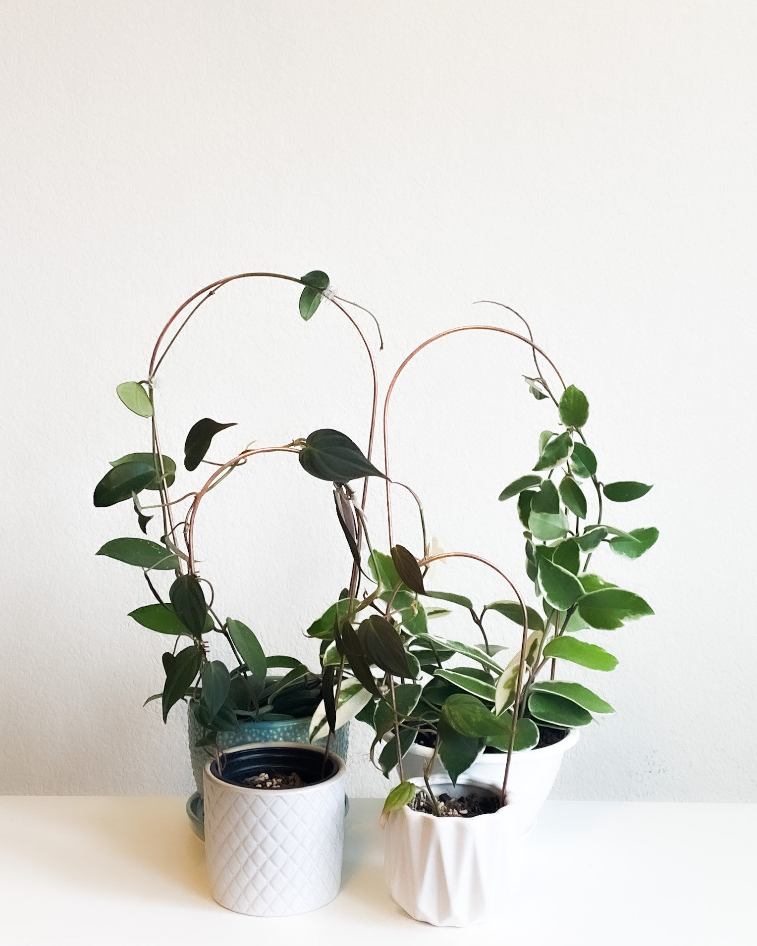 Arch Copper Trellis Trellis for Indoor Plants Hoya Trellis - Etsy