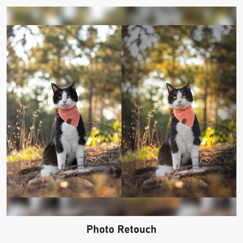 Photo Retouch / Object Removal / Photo Recovery / Professional Camera ...
