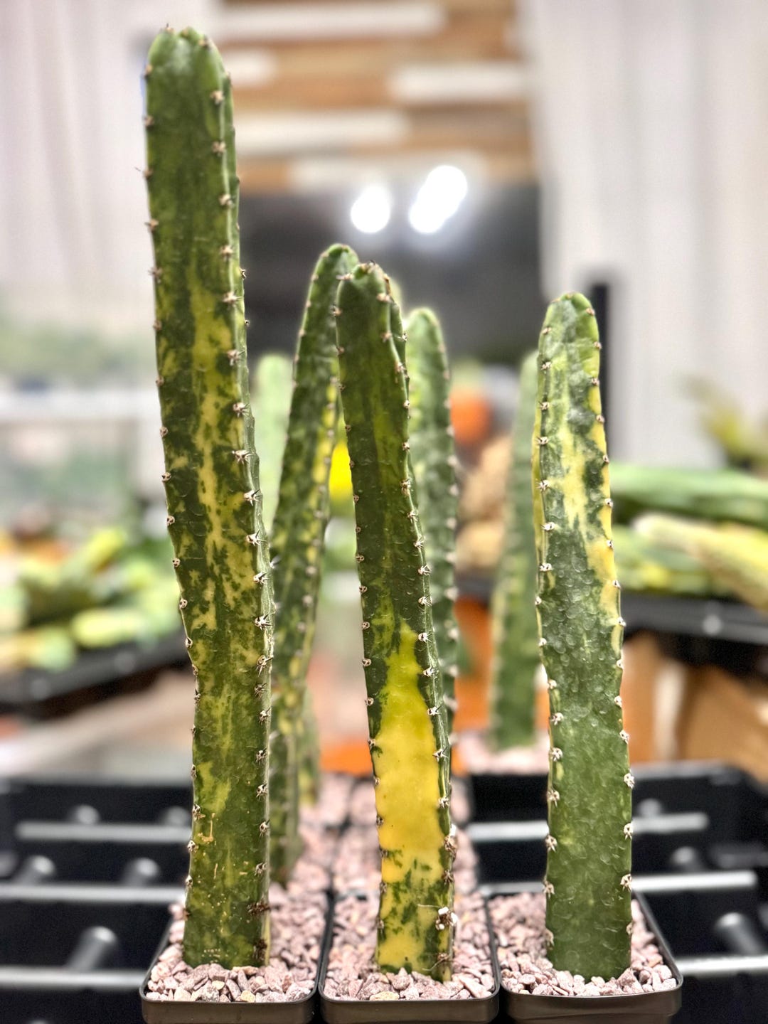 Harrisia Jusbertii Variegated (green) | Imported Cactus ( Free Shipping ...